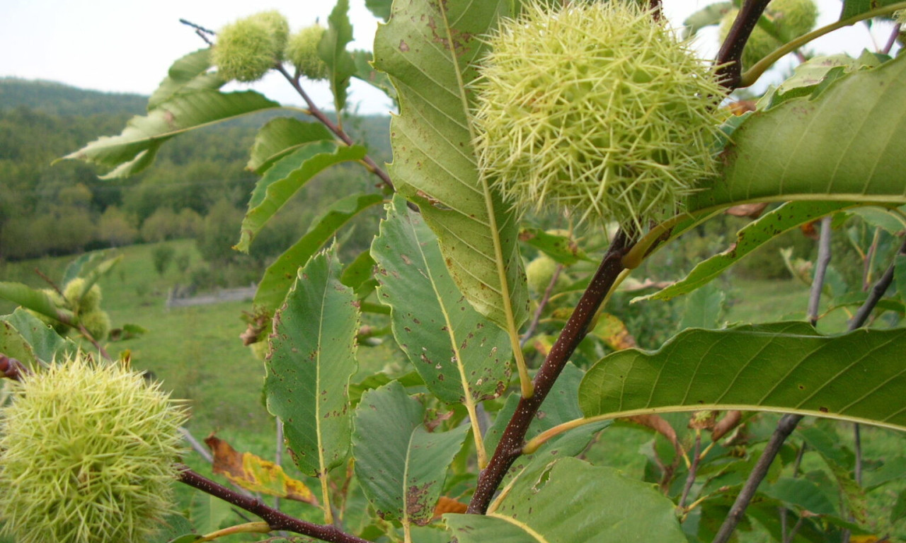 stara stabla kestena - K1info.rs